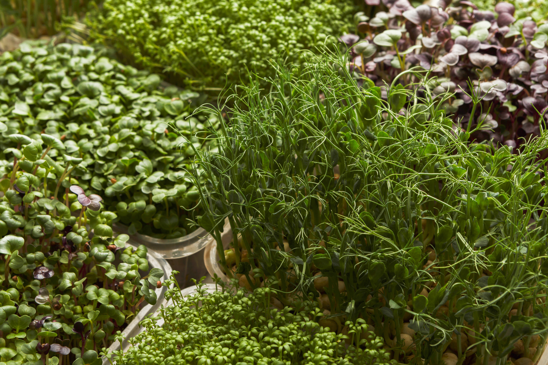 All products – Miracle Greens