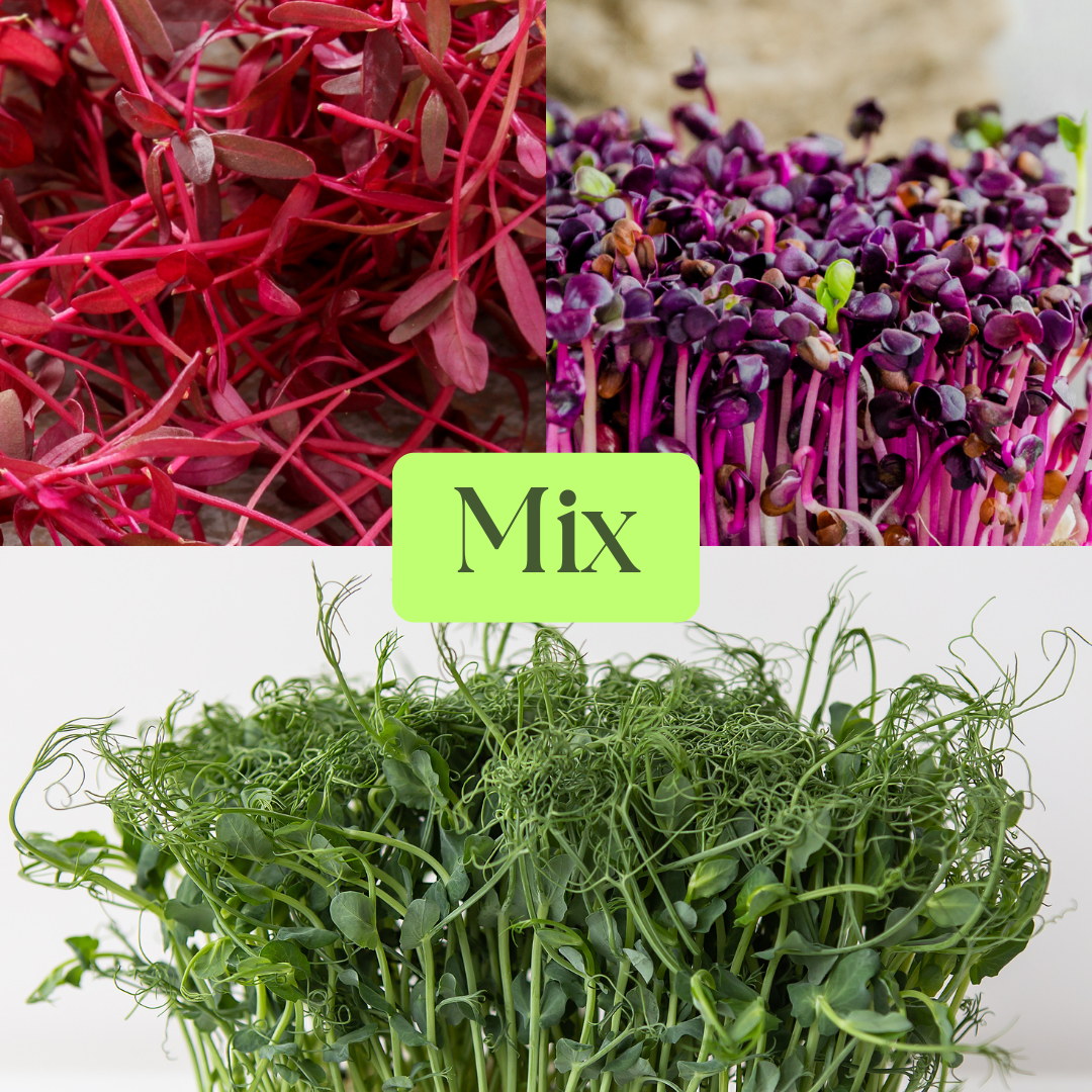 Amaranth, Rambo Radish & Green Pea Microgreens Mix – Miracle Greens