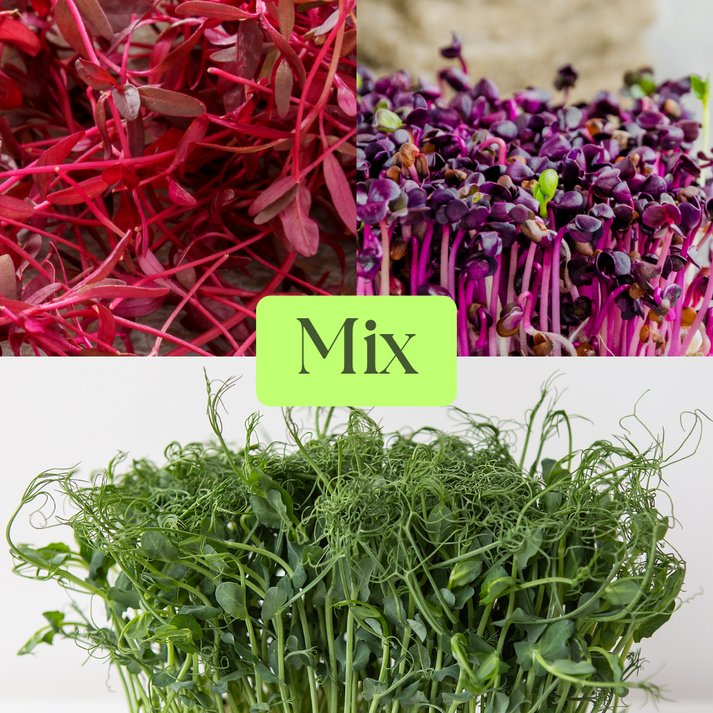 Amaranth, Rambo Radish & Green Pea Microgreens Mix – Miracle Greens
